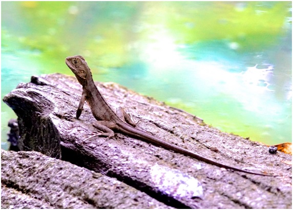 Water dragons – the intelligent lizards – Ed Frazer