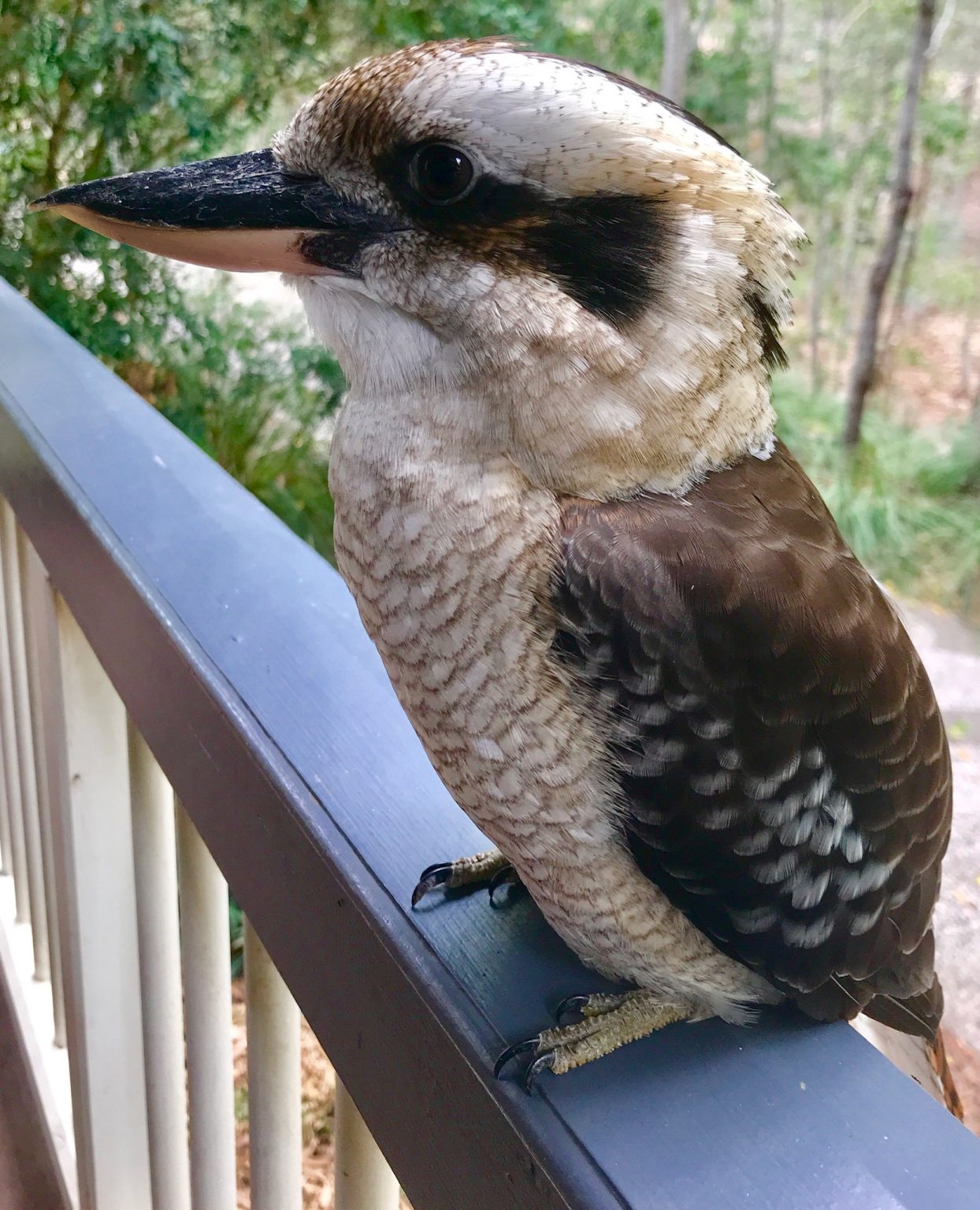 Aussie Backyard Bird Count!