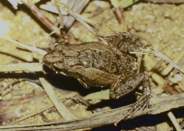 Frogs in our Catchment