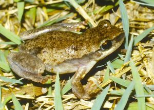 Frogs in our Catchment