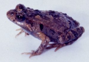 Frogs in our Catchment