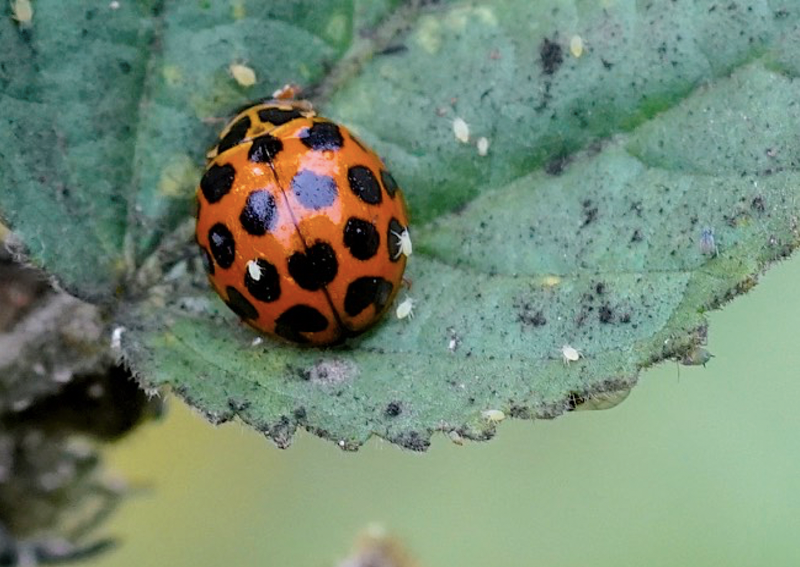 Ladybirds, Ladybirds and more Ladybird Beetles!