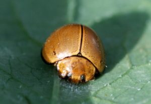 Ladybirds in our Catchment