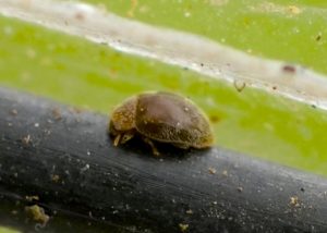 Ladybirds in our Catchment