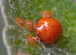 Ladybirds in our Catchment