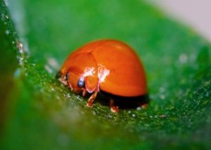 Ladybirds in our Catchment