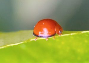 Ladybirds in our Catchment