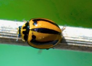 Ladybirds in our Catchment
