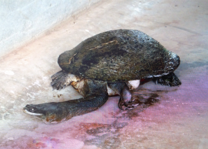 Bush Bites – Freshwater Turtles