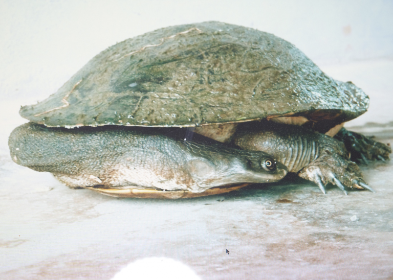 Freshwater turtles in our catchment