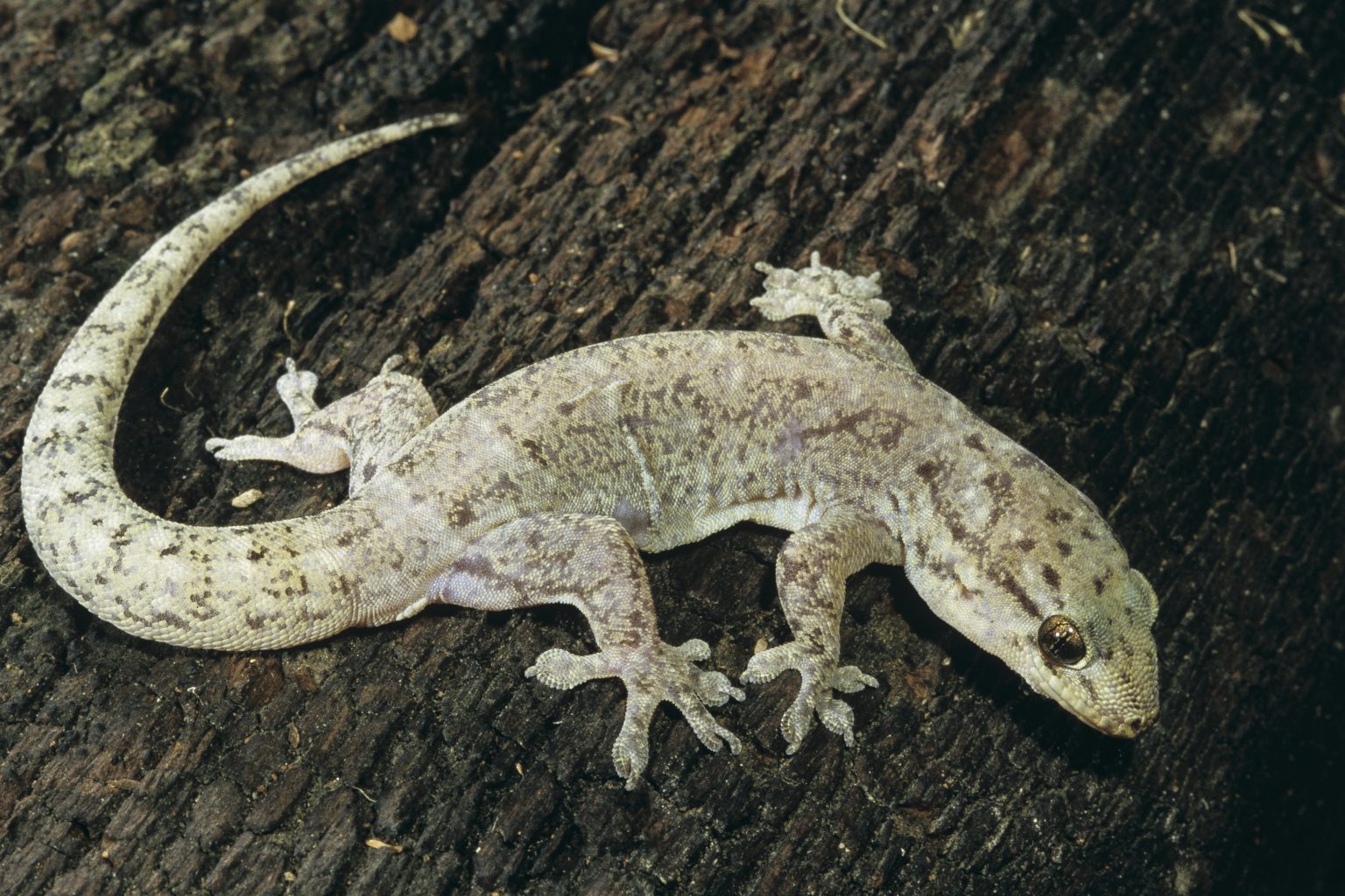 Wildlife Matters! Where have all the native geckos gone?
