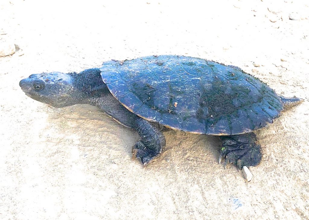 Freshwater turtles in our catchment