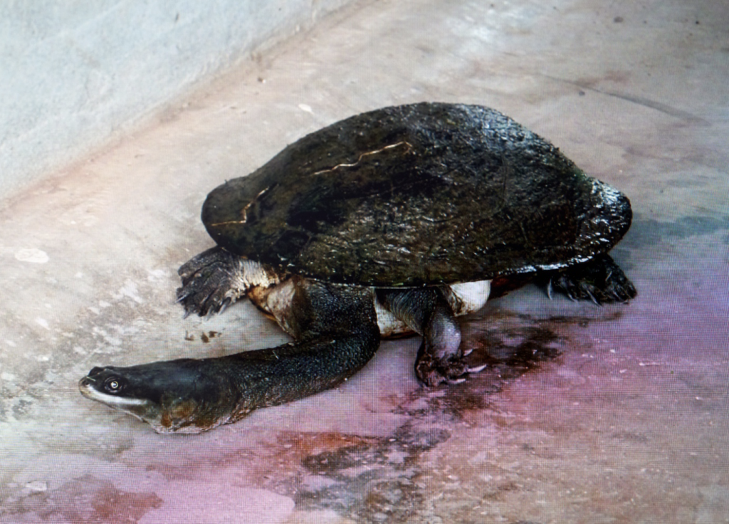 Freshwater turtles in our catchment