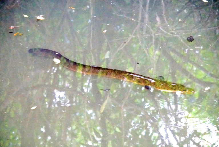 Bush Bites by Ed Frazer – Moggill Creek Catchment’s wonderful waterways