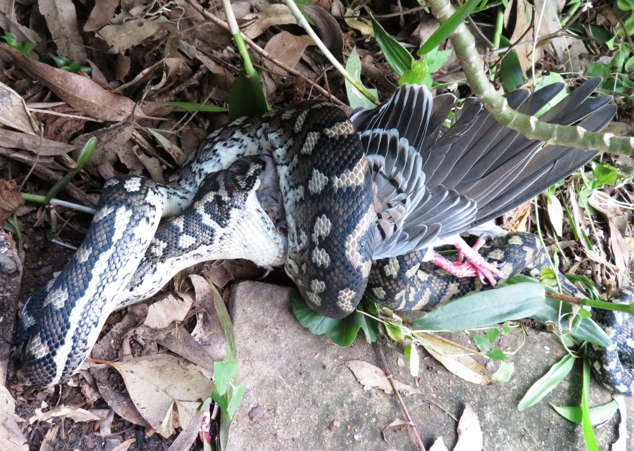 Wildlife Matters! Apex Predators