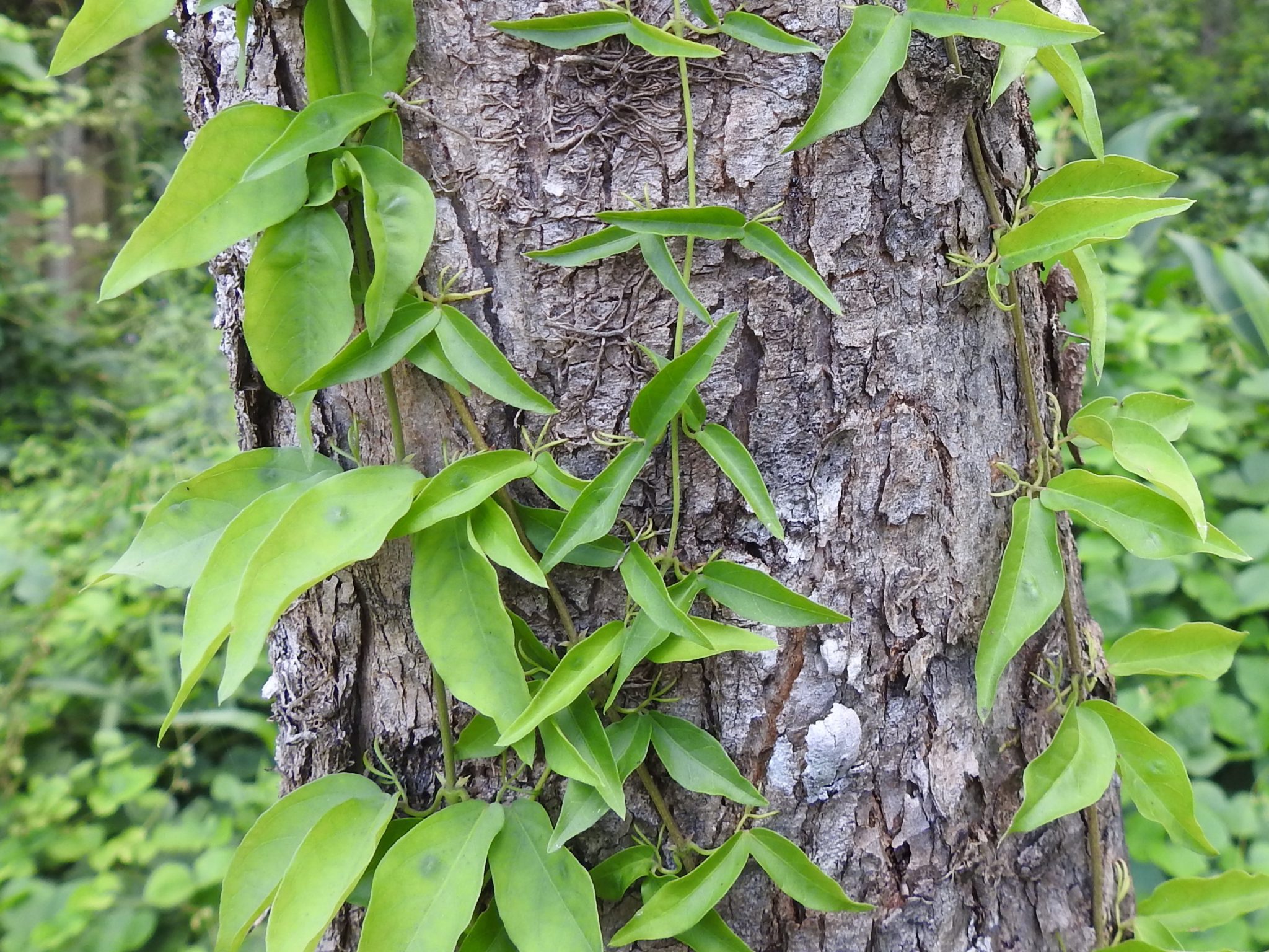 WEED VINES – Wildlife Matters Feature