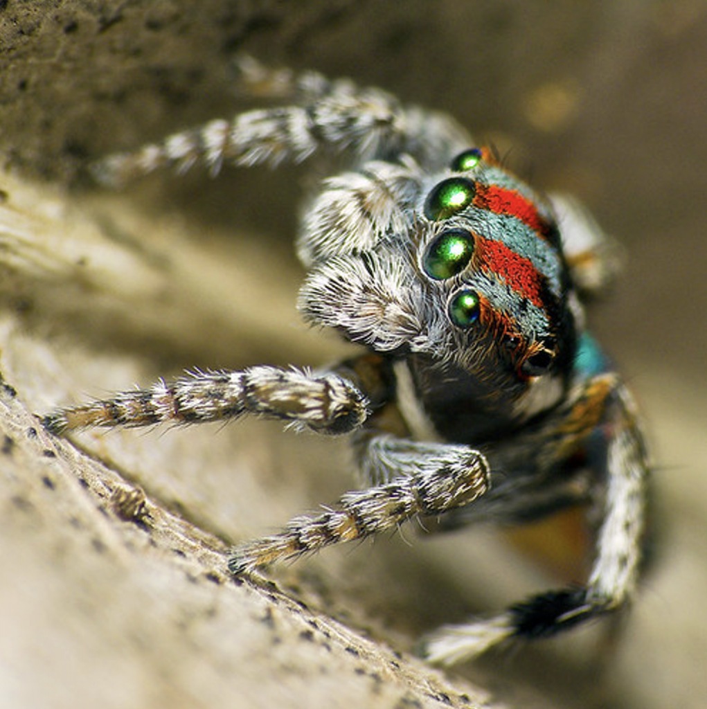 Wildlife Matters! The Flying Peacock Spider