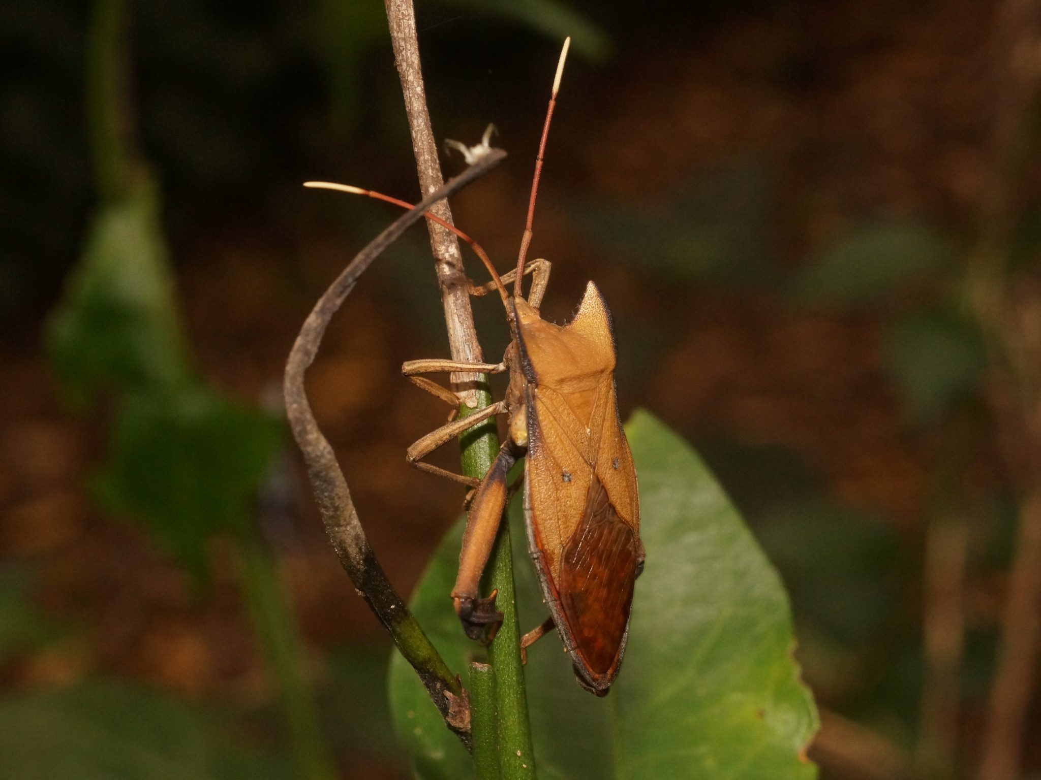 Wildlife Matters! A big, beautiful bug at Gold Creek.