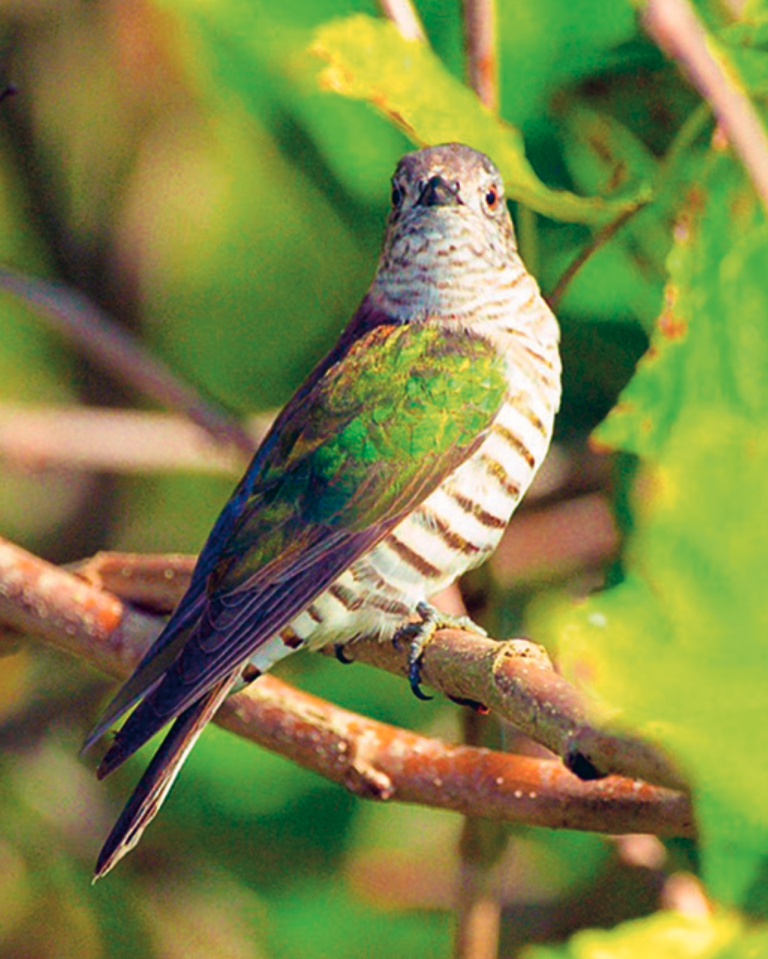 Wildlife Matters – Indicator Birds