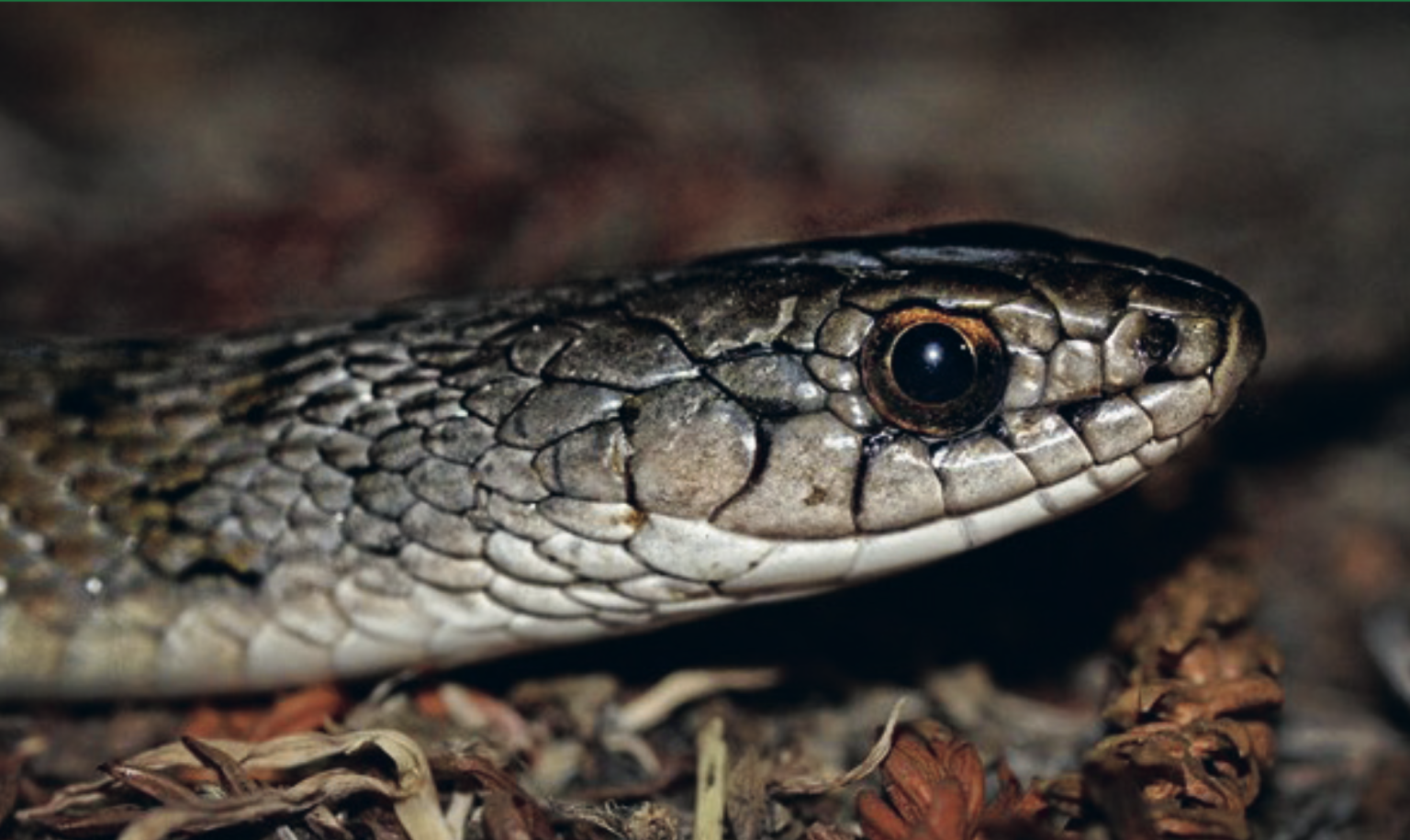 Wildlife Matters – The Keelback – A semi-aquatic snake found in our ...