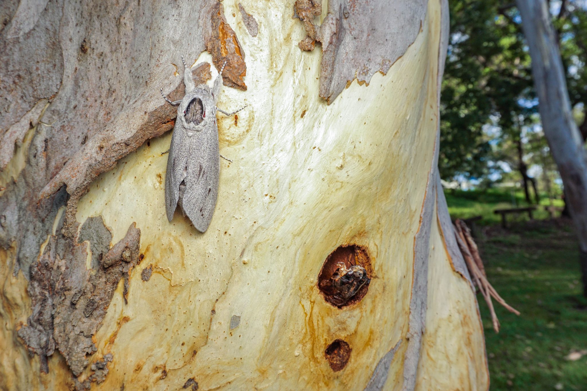 Hidden Giant Neighbours – Wildlife Matters