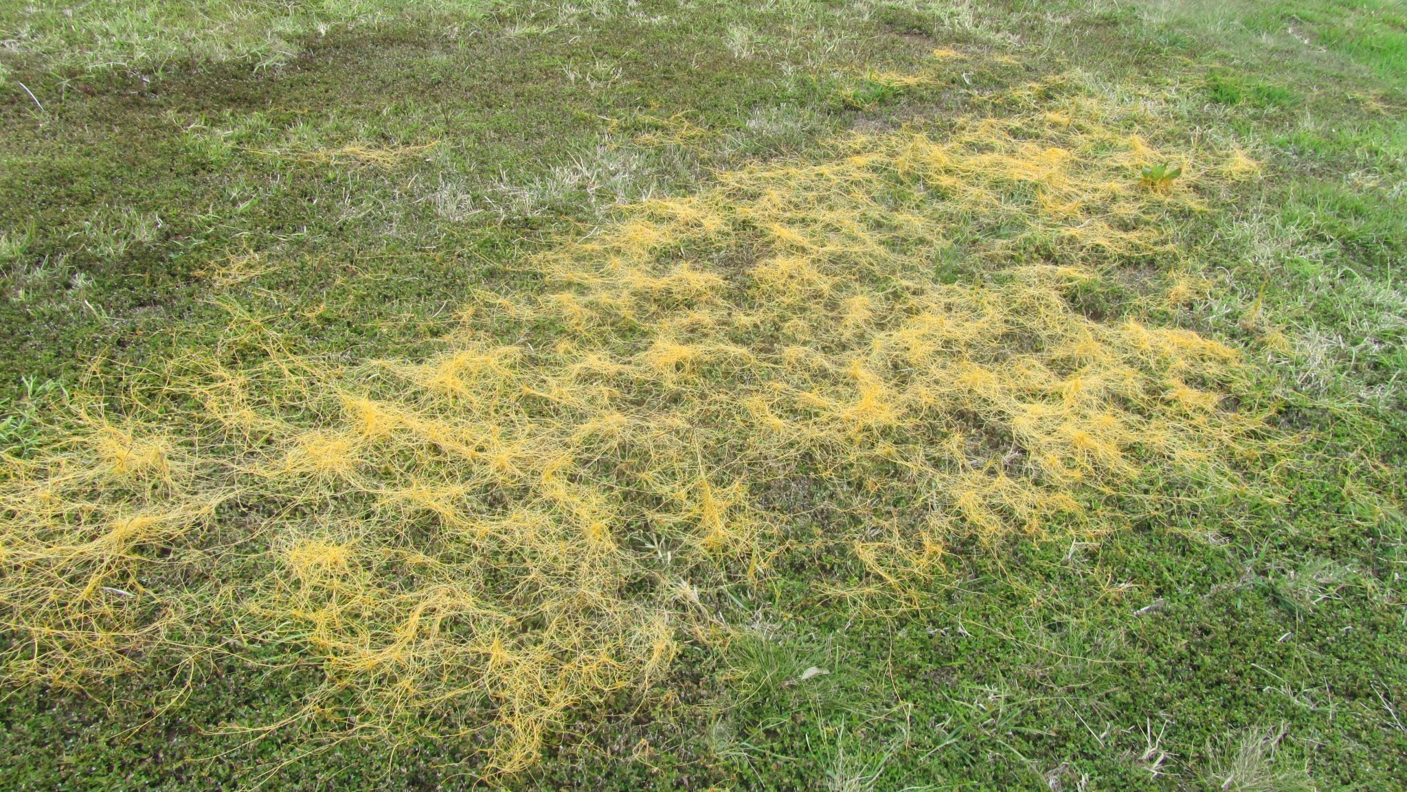 An Unusual Weed – Wildlife Matters!