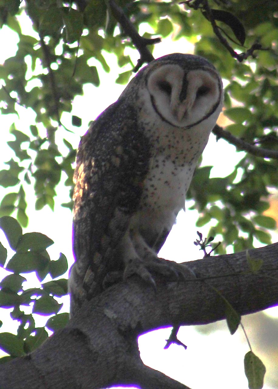 Wildlife Matters! The Masked Owl: – an enigmatic and mysterious ...
