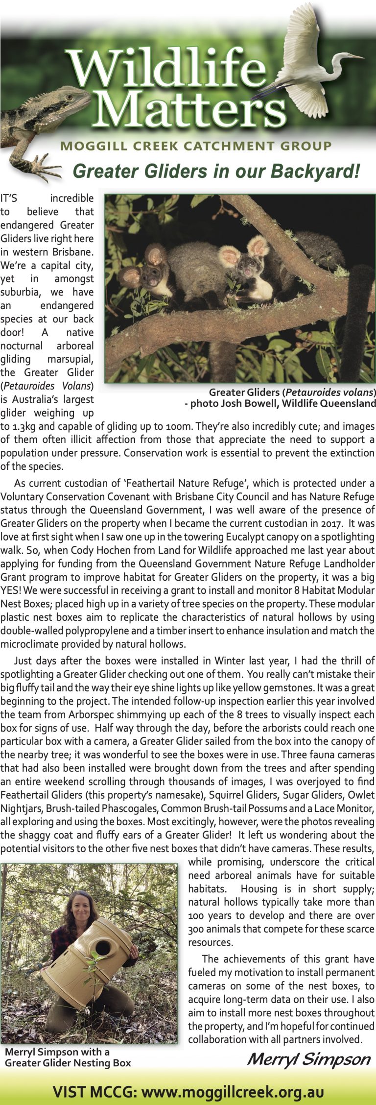 Wildlife Matters: Greater Gliders in our Backyard!