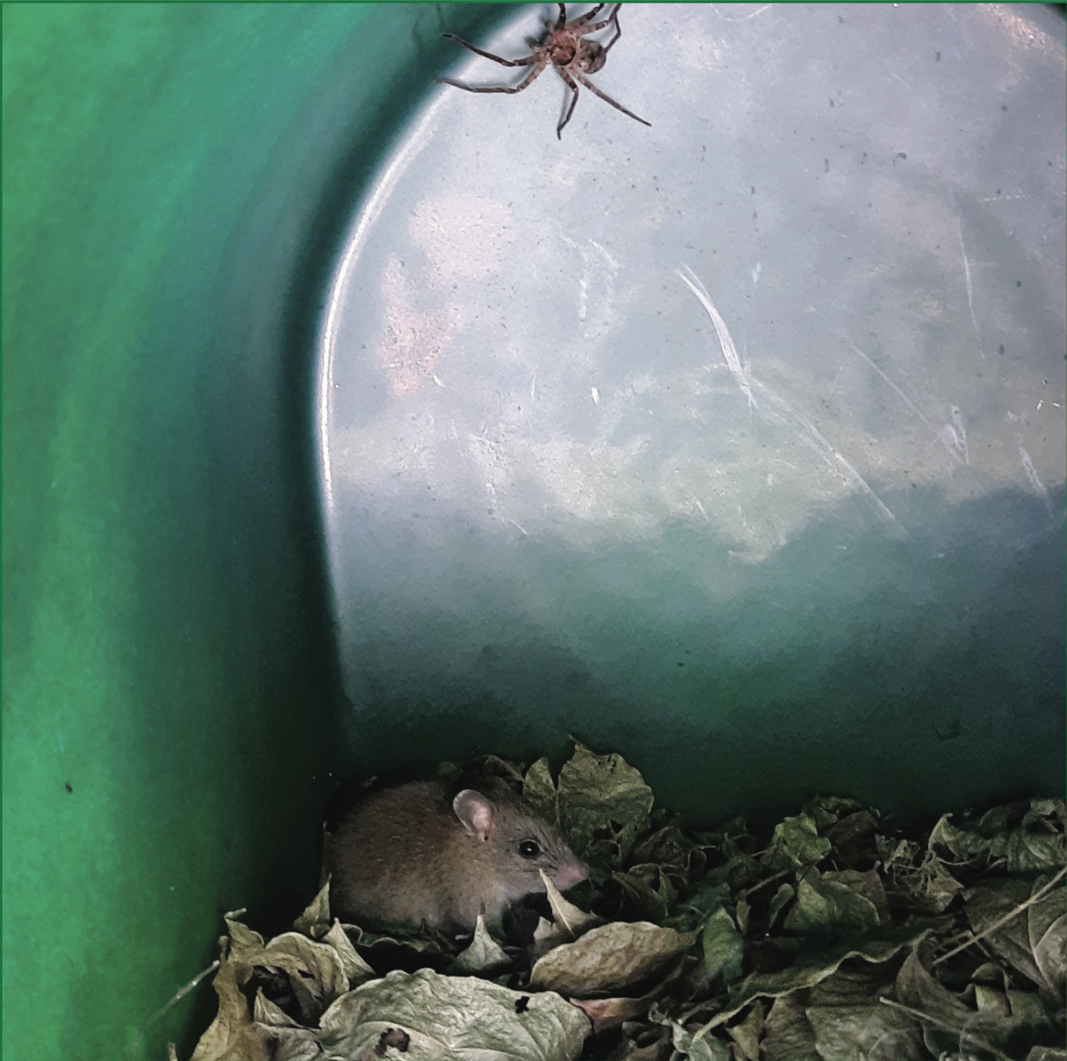 Wildlife Matters! Fawn-footed Melomys