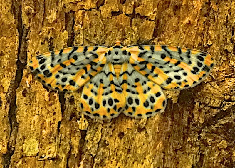 Butterfly List