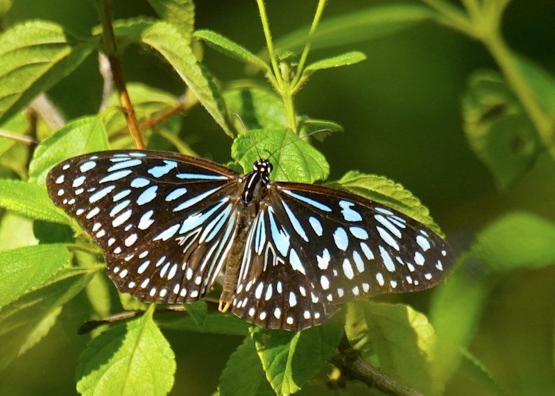 Butterfly List