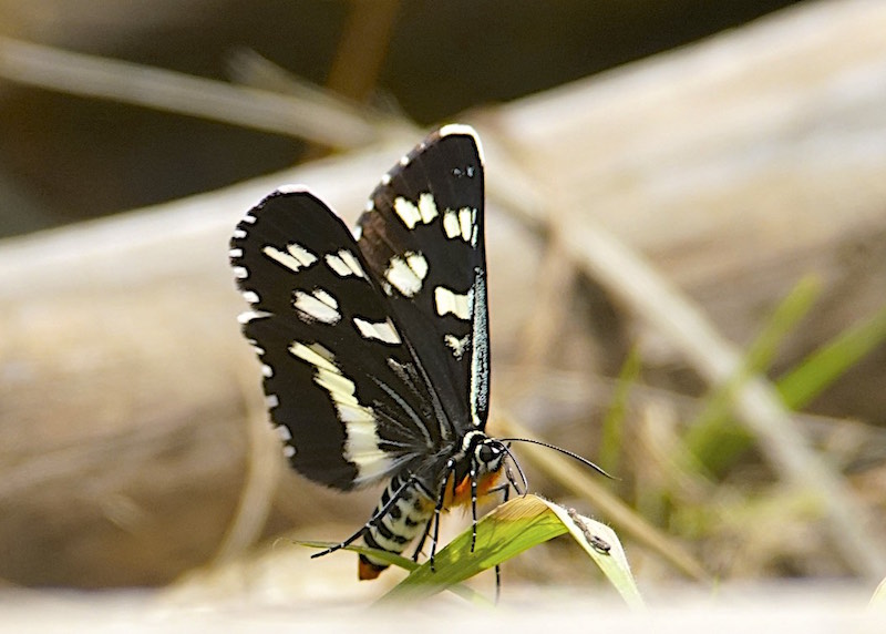 Butterfly List