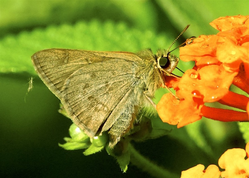 Butterfly List