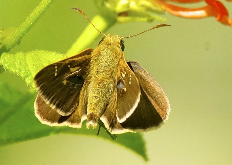 Butterfly List