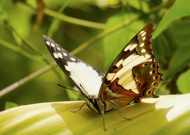Butterfly List